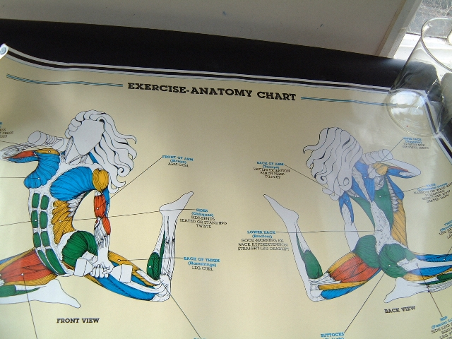 Exercise Anatomy Chart MirrorAthlete Kai Greene Muscle Anatomy Chart